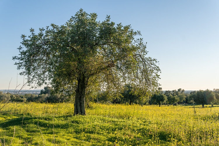 What is Carob And Where Does it Come From? - Vegan Pots