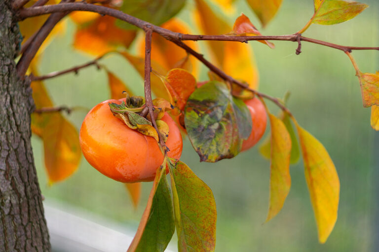 Persimmon Skin: Tasty Treat or Toxic Waste? - Vegan Pots