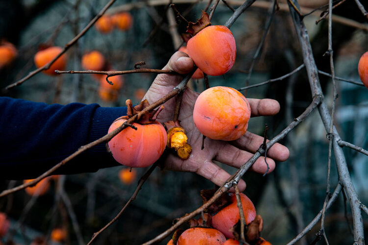 Persimmon Skin: Tasty Treat or Toxic Waste? - Vegan Pots