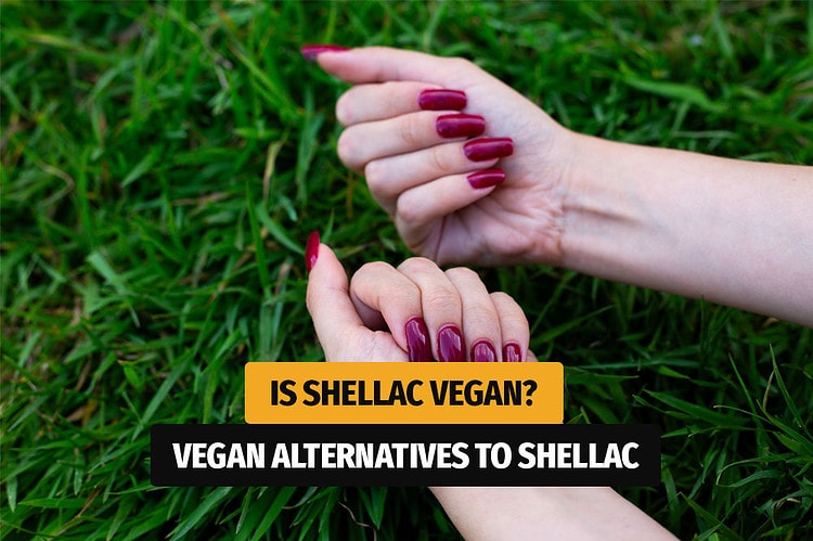 Is Shellac Vegan? Debunking Shellac Myths - Vegan Pots